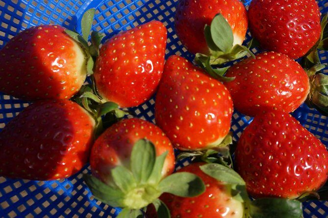 Strawberry Picking+Nami Island+Eobi Valley+Garden Lighting Fest - Who Is This Tour Best For?