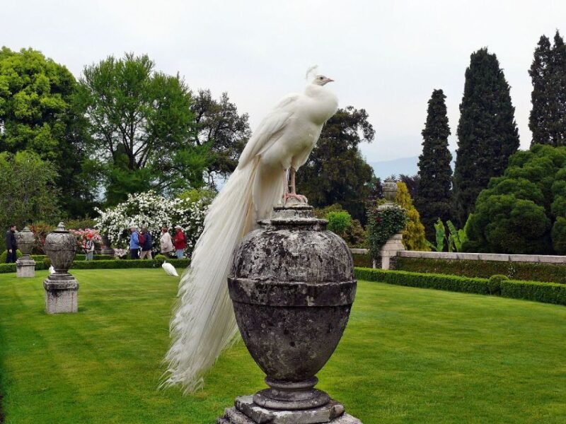 Stresa: Madre & Bella Borromean Islands Boat Trip - Is It the Right Choice for You?