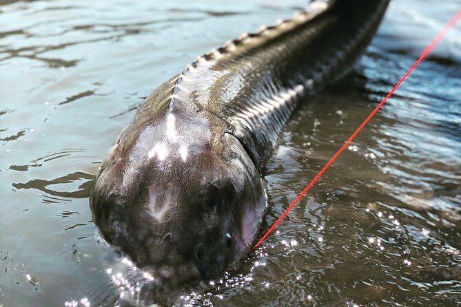 Sturgeon fishing on the Fraser river - Authentic Experiences and Genuine Value