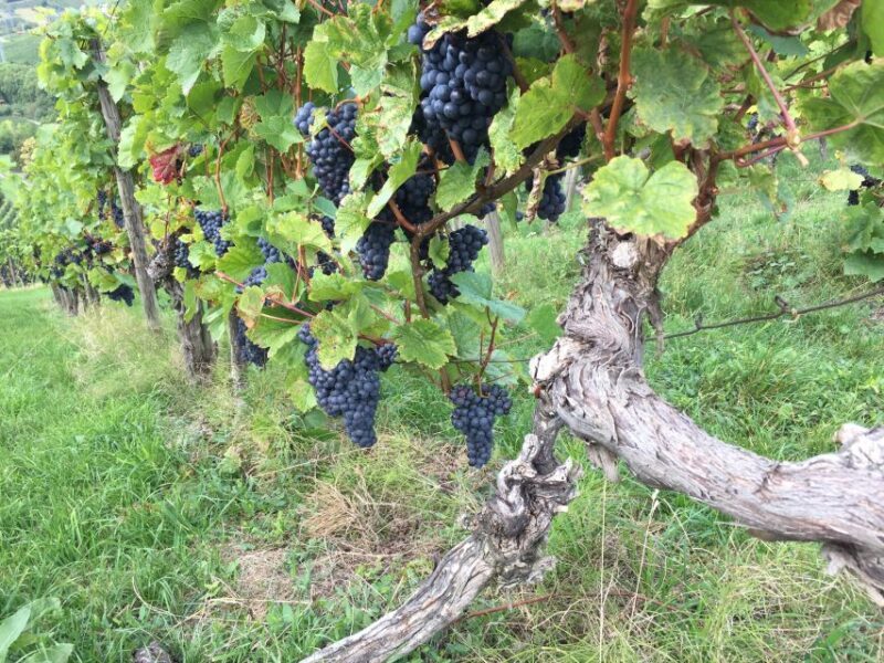 Stuttgart: 2-Hour Vineyard Hike with Tastings - What’s Included and What Not