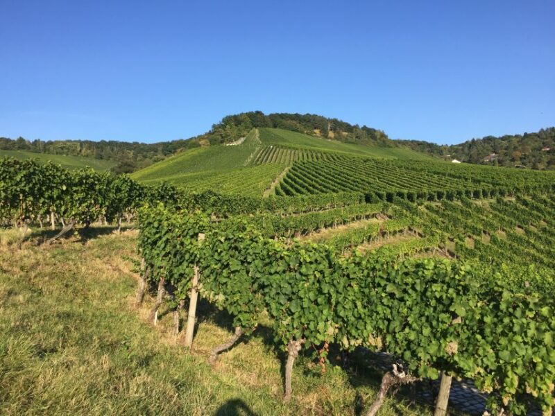 Stuttgart: 2-Hour Vineyard Hike with Tastings - Authenticity and Overall Experience