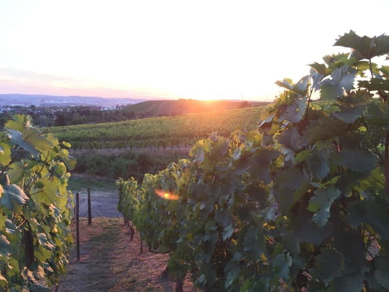 Stuttgart: E-bike wine tour including tasting - Key Points
