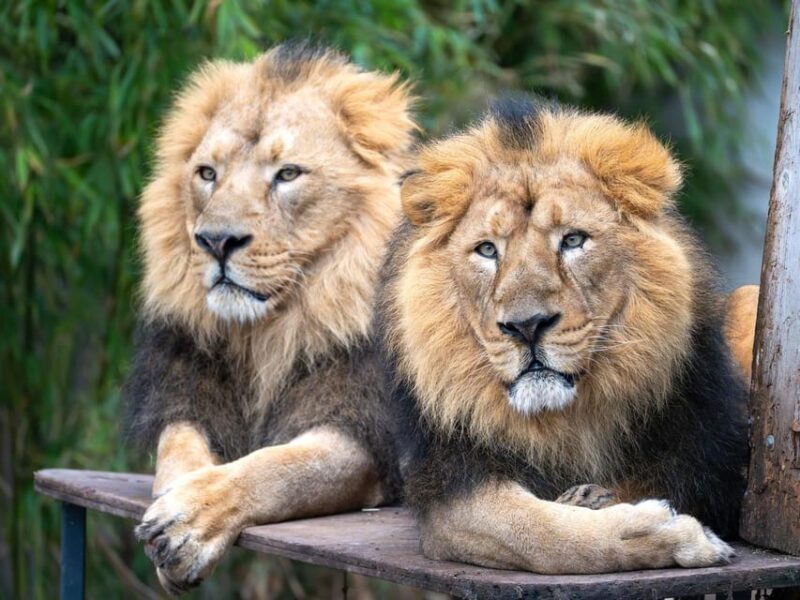 Stuttgart: Wilhelma Zoological-Botanical Garden Ticket - Key Points