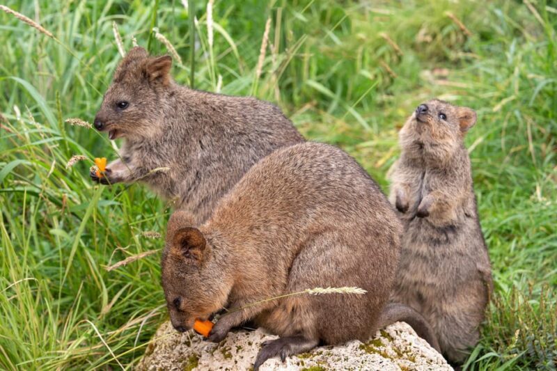 Stuttgart: Wilhelma Zoological-Botanical Garden Ticket - Interactive Learning and Conservation