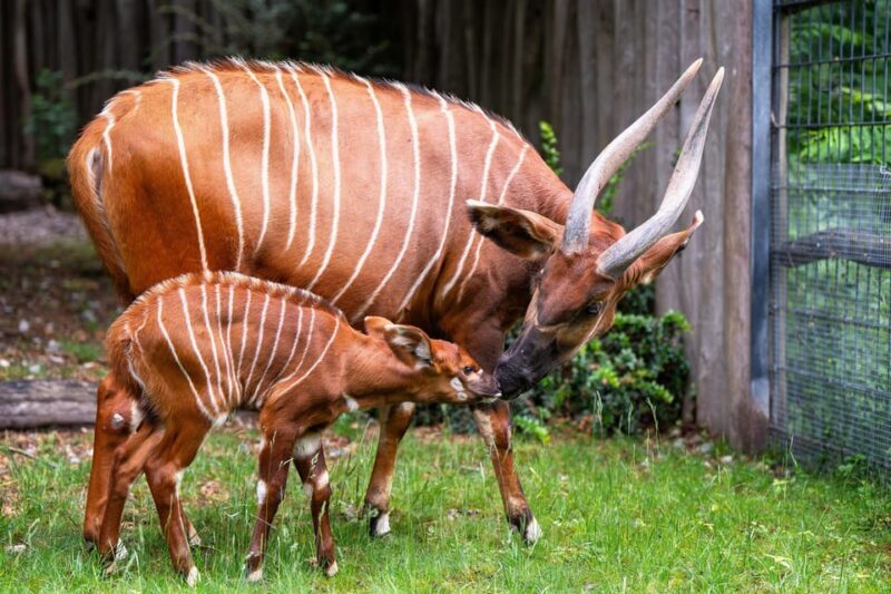 Stuttgart: Wilhelma Zoological-Botanical Garden Ticket - Visiting Experience: What to Expect