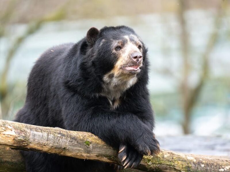 Stuttgart: Wilhelma Zoological-Botanical Garden Ticket - Authentic Encounters and Practical Tips