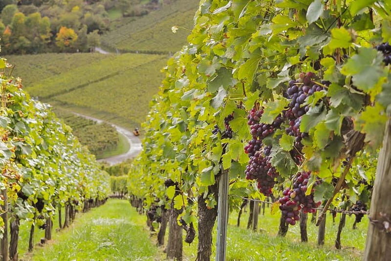Stuttgart: Wine hike with wine tasting - Key Points