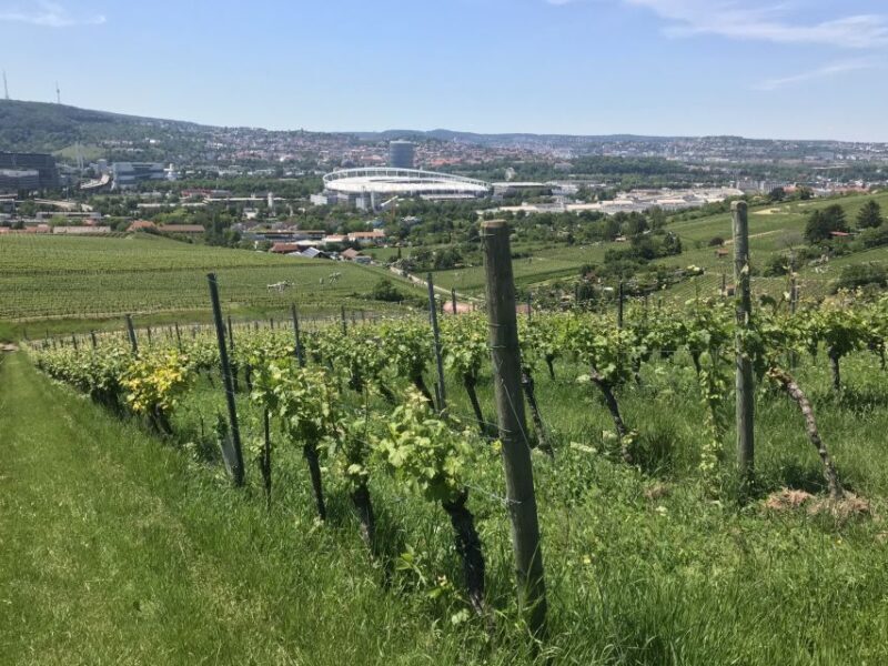 Stuttgart: Wine Tour with wines of the best winemakers - Key Points