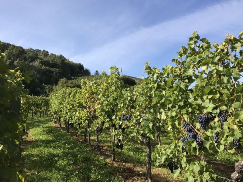 Stuttgart: Wine Tour with wines of the best winemakers - FAQs About the Stuttgart Wine Tour