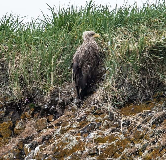 Stykkishólmur: Puffin and Wildlife Boat Tour - A Closer Look at the Puffin and Wildlife Boat Tour