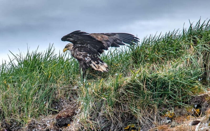 Stykkishólmur: Puffin and Wildlife Boat Tour - The Value and Considerations