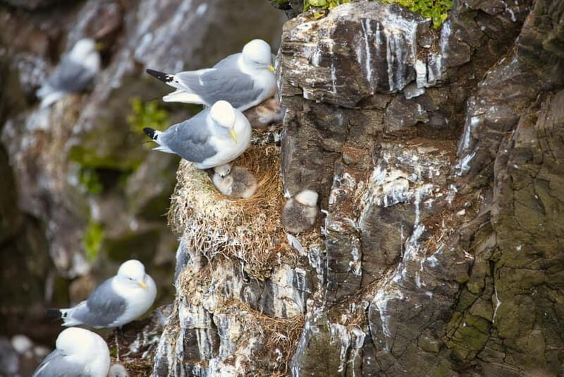 Stykkishólmur: Puffin and Wildlife Boat Tour - The Sum Up