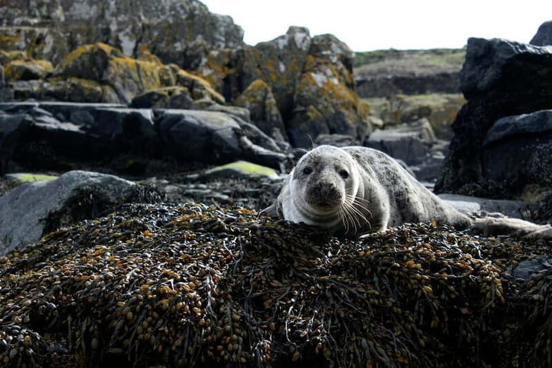 Stykkishólmur: Puffin and Wildlife Boat Tour - FAQ