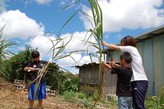 Sugarcane cutting experience with Okinawa's grandfather - A Closer Look at the Itinerary