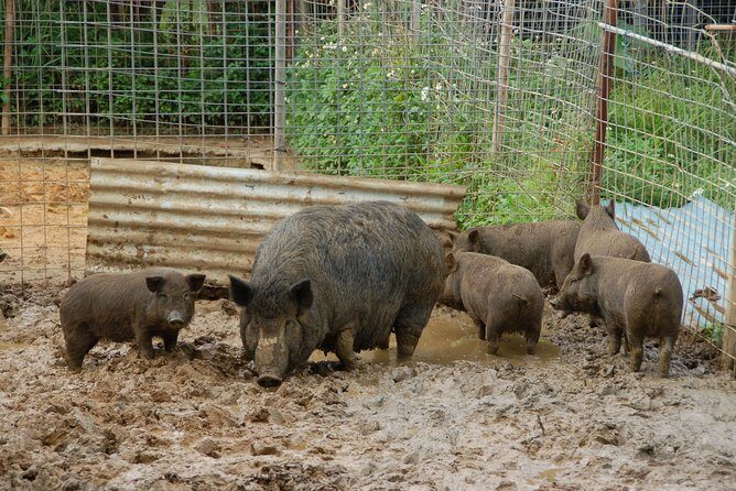 Sugarcane cutting experience with Okinawa's grandfather - Who Will Love This Tour?
