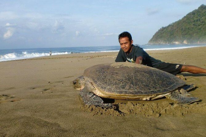 Sukamade Adventure -Turtle Beach Tour - What Makes This Tour Worth It?