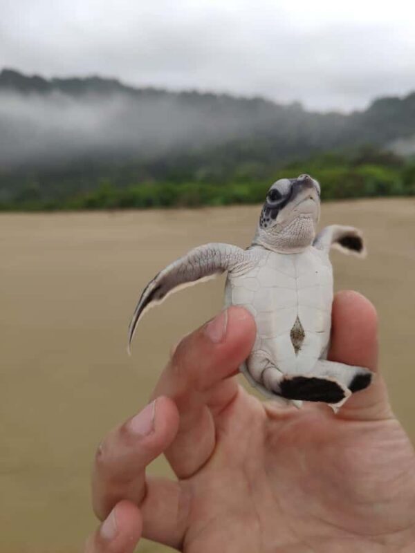 Sukamade Turtle Beach Adventure  Into East Java - Key Points