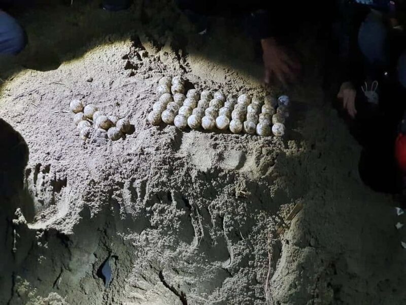 Sukamade Turtle Beach Adventure  Into East Java - Why This Tour Offers Great Value