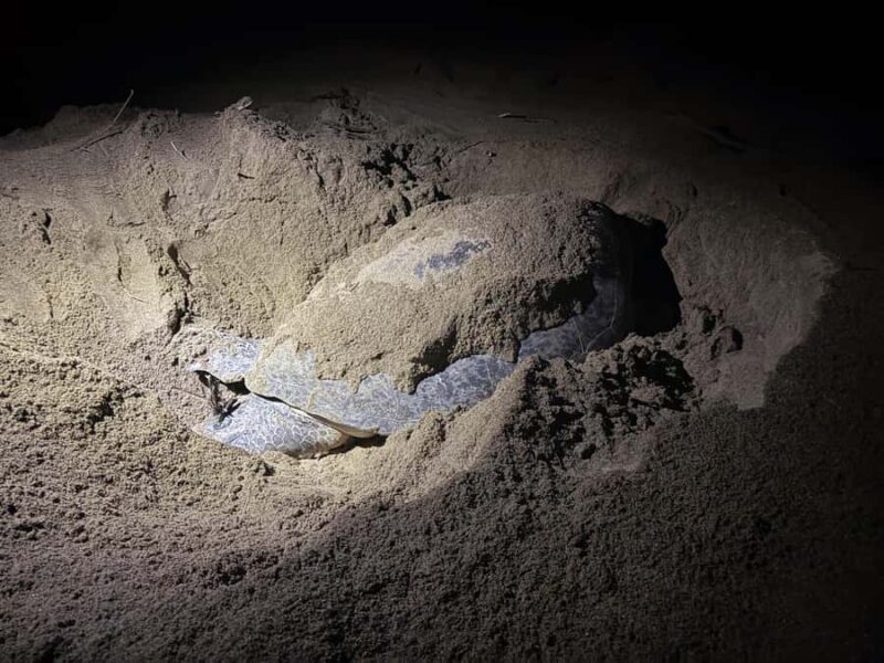 Sukamade: Turtle Expedition & MeruBetiri Jungle Adventure - An In-Depth Look at the Tour Experience