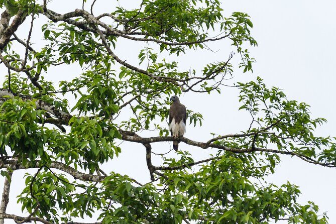 Sukau Rainforest Wildlife and Dawn Cruises Tour in Sandakan - Is This Tour Right for You?