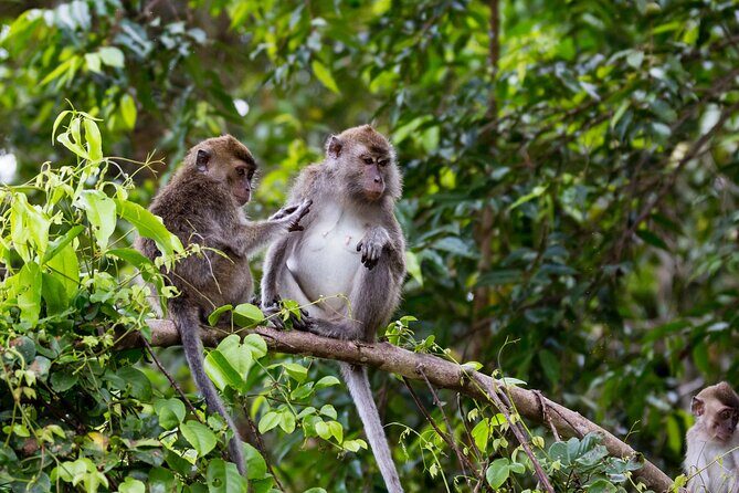 Sukau Rainforest Wildlife and Dawn Cruises Tour in Sandakan - FAQ