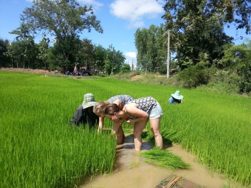 Sukhothai: Half-Day Countryside Bike Tour - Summary of Highlights