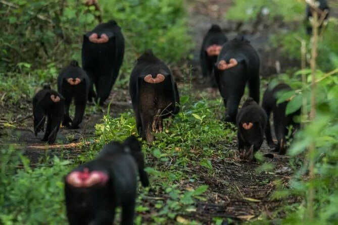 Sulawesi Tangkoko National Park Private Tour - Practical Details for Travelers