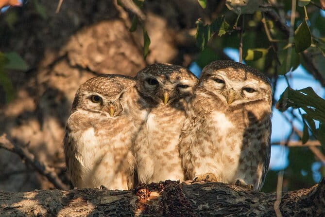 Sultanpur Bird Sanctuary Tour Near Delhi - The Itinerary in Detail