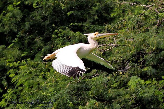 Sultanpur The wonder of Birding from Delhi - How the Sultanpur Bird Sanctuary Tour Comes to Life