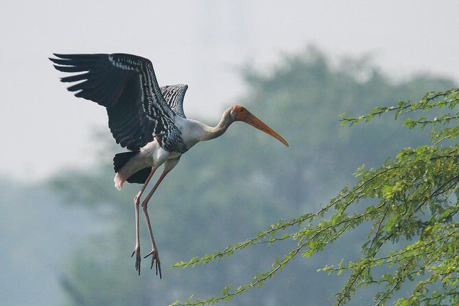 Sultanpur The wonder of Birding from Delhi - Final Thoughts: Who Is This Tour Best For?
