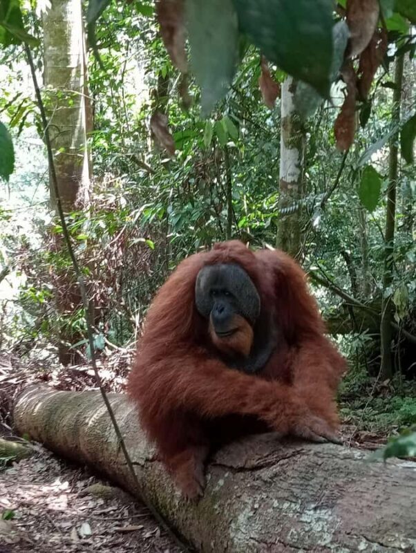 Sumatra : 2-Day Orangutan Trekking and River Tubing Tour - What This Tour Offers