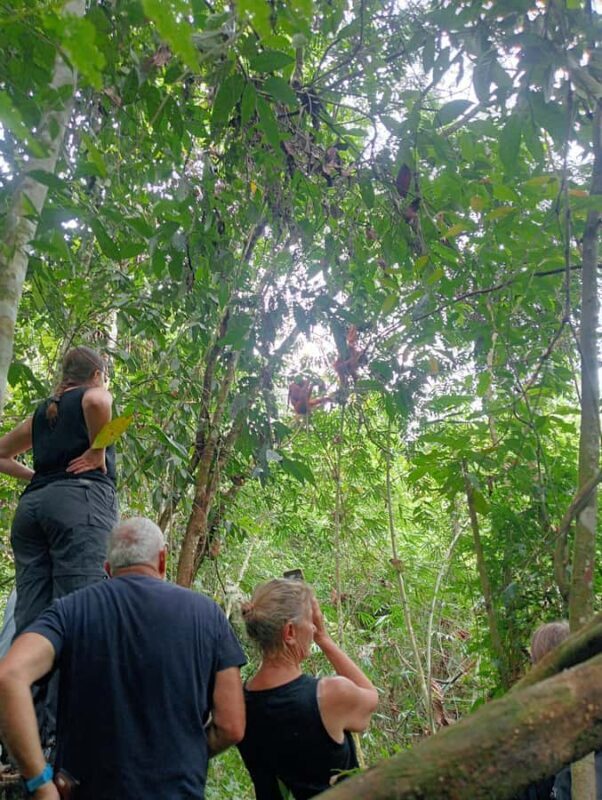 Sumatra : 2-Day Orangutan Trekking and River Tubing Tour - What Makes It Special