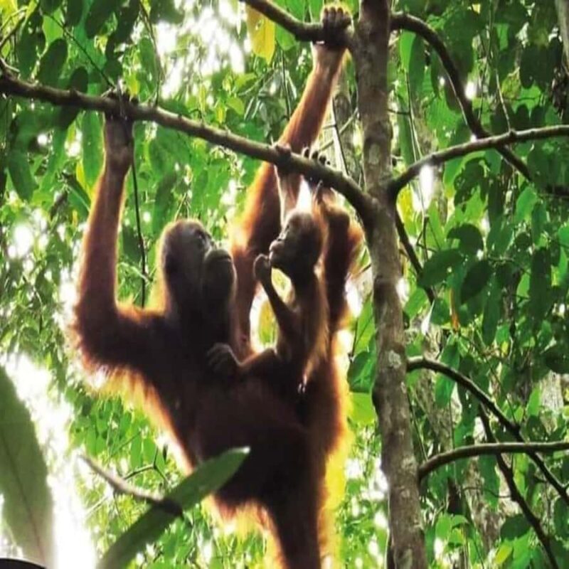 Sumatra: 3-Day Unique Jungle Experience & Exploring Wildlife - Exploring Sumatra’s Rich Jungle in 3 Days