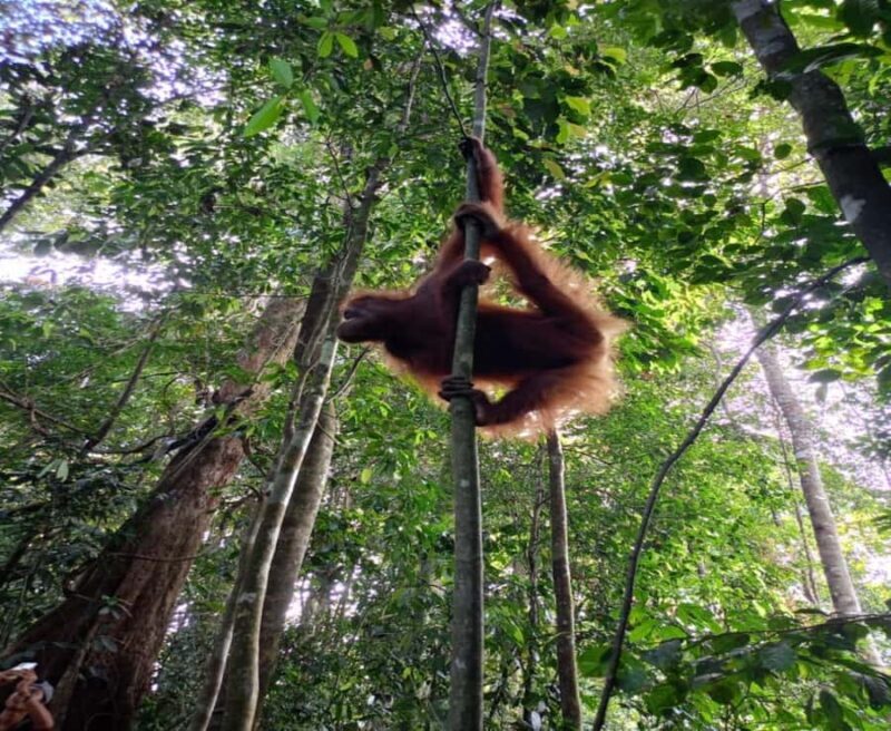 Sumatra: 3-Day Unique Jungle Experience & Exploring Wildlife - The Sum Up