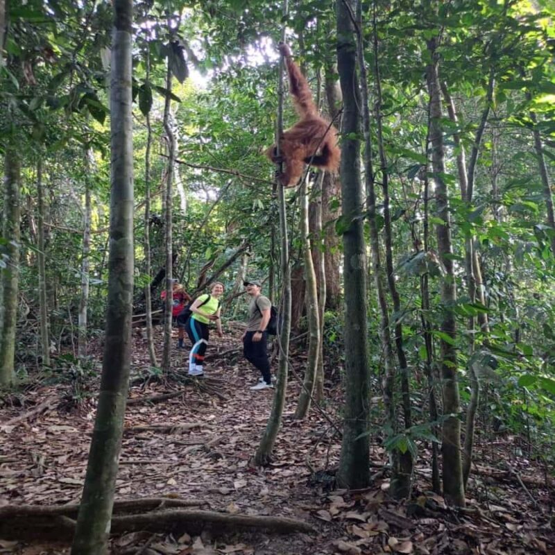 Sumatra: 3-Day Unique Jungle Experience & Exploring Wildlife - FAQ
