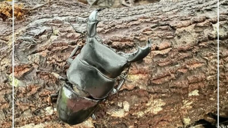 Sumatra : 5-Day Conservation & Artistry Expedition - An Authentic Journey into Sumatra’s Heartland