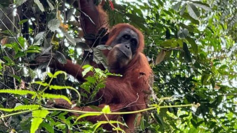 Sumatra Stone Stories : 2 Days Ethical Orangutan Trekking - An Honest Look at the 2-Day Orangutan Trekking Tour in Sumatra