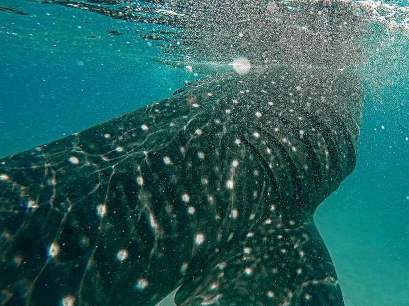 Sumbawa Besar: Whale Shark Snorkeling with Breakfast - Key Points