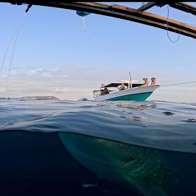 Sumbawa Overland Whale Shark Adventure (Sharing Trip) - Key Points