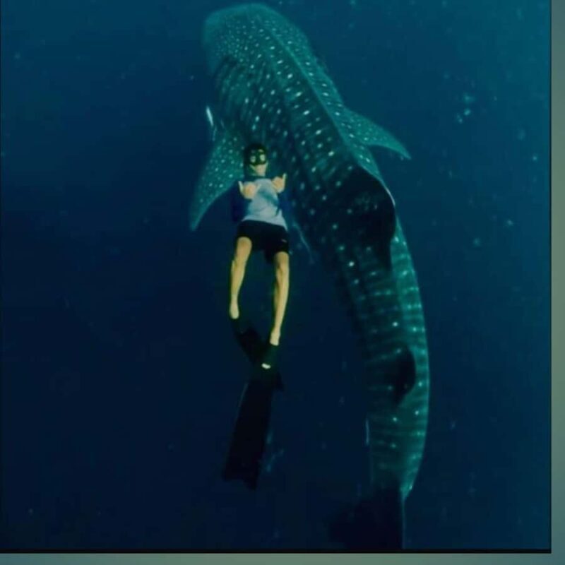 Sumbawa Overland Whale Shark Adventure (Sharing Trip) - Transportation & Logistics: Why They Matter