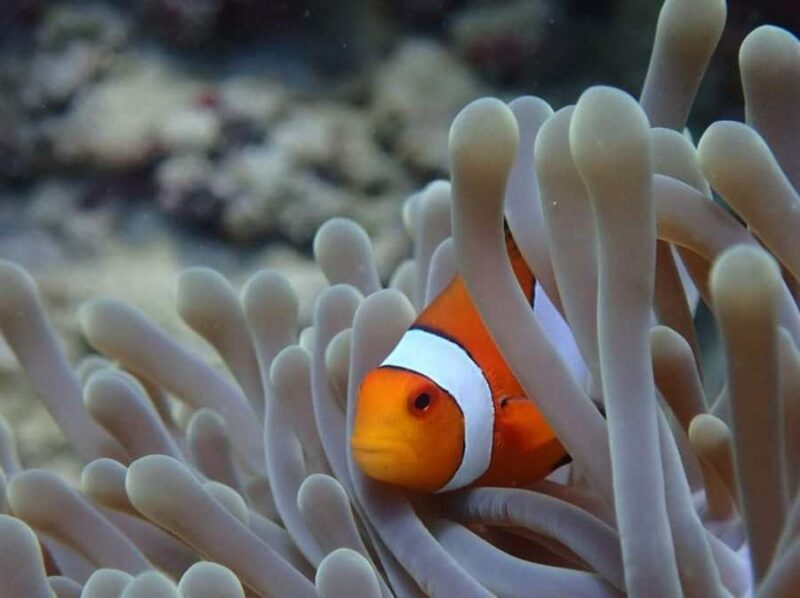 Sumbawa: Paserang and Kenawa Islands Snorkeling Day Trip - Why Choose This Tour?