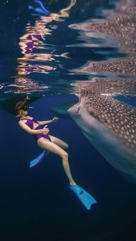 Sumbawa Tour 2 Days 1 Night ( Whale Shark Tour) - Detailed Breakdown of the Sumbawa Whale Shark Tour