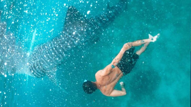Sumbawa Tour 2 Days 1 Night ( Whale Shark Tour) - FAQ