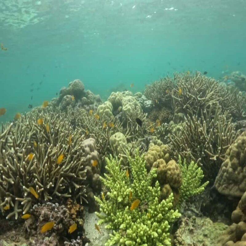 Sumbawa: Whale Shark Diving, Coral Reef & Bird Island - Key Points