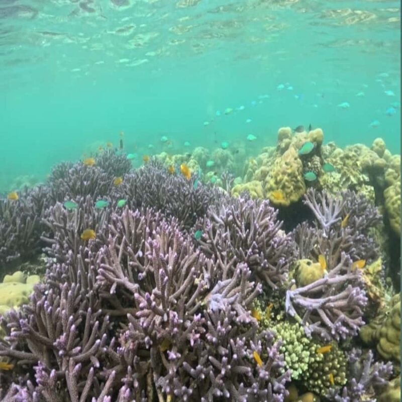 Sumbawa: Whale Shark Diving, Coral Reef & Bird Island - The Full Experience: A Detailed Look at the Tour