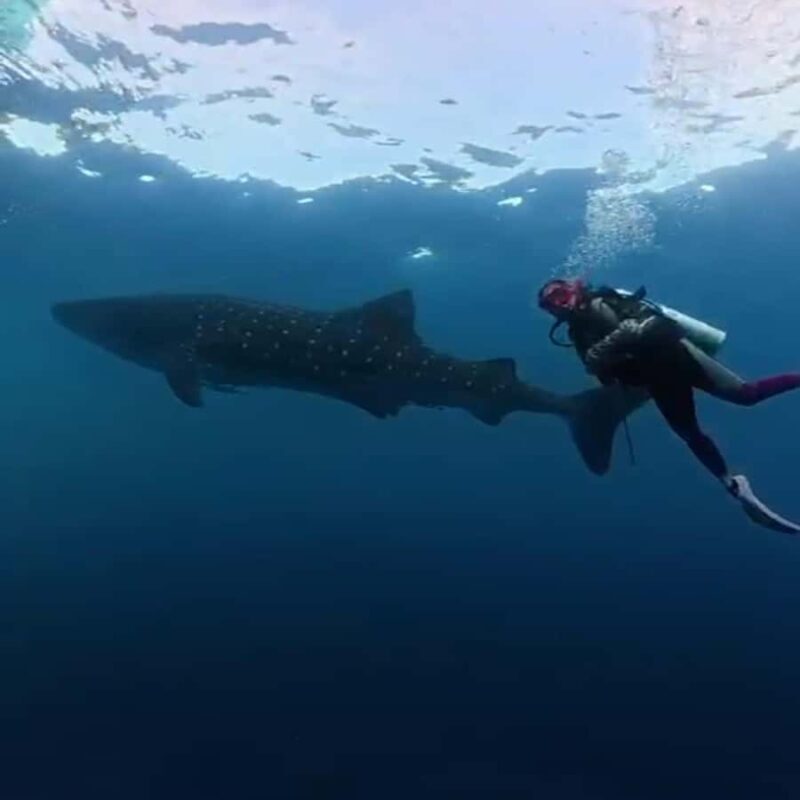 Sumbawa: Whale Shark Diving, Coral Reef & Bird Island - Authenticity and Value: Our Take
