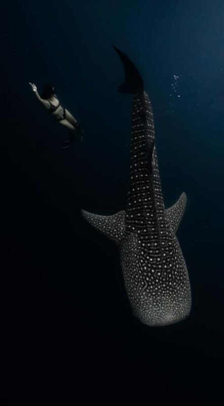 Sumbawa Whale Sharks & Moyo Island Day Trip by Speed Boat - Key Points