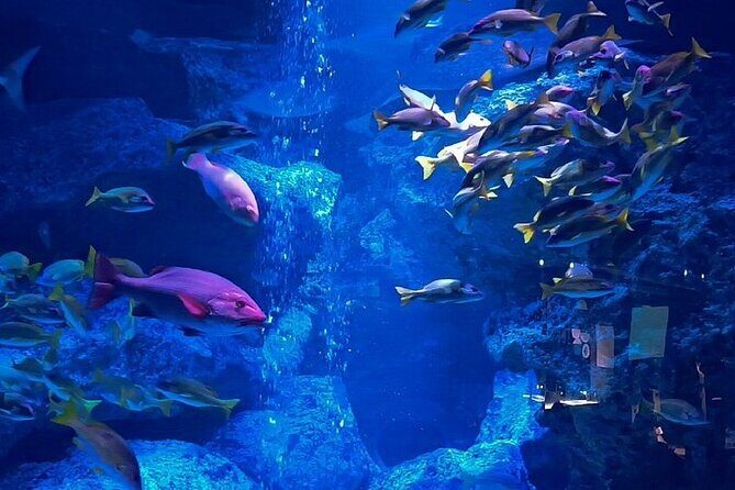 Sumida Aquarium Ticket Tokyo - Authentic Traveler Insights