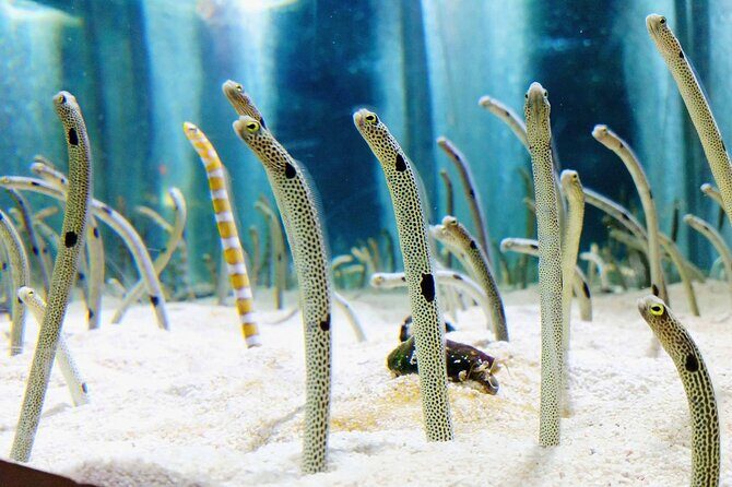 Sumida Aquarium Ticket Tokyo - Final Thoughts: Is It Worth It?