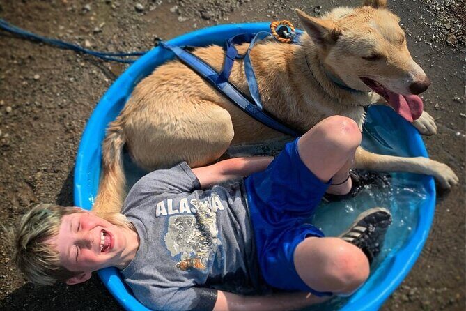 Summer Dog Sledding Adventure in Willow, Alaska - A Warm Welcome in the Heart of Alaska